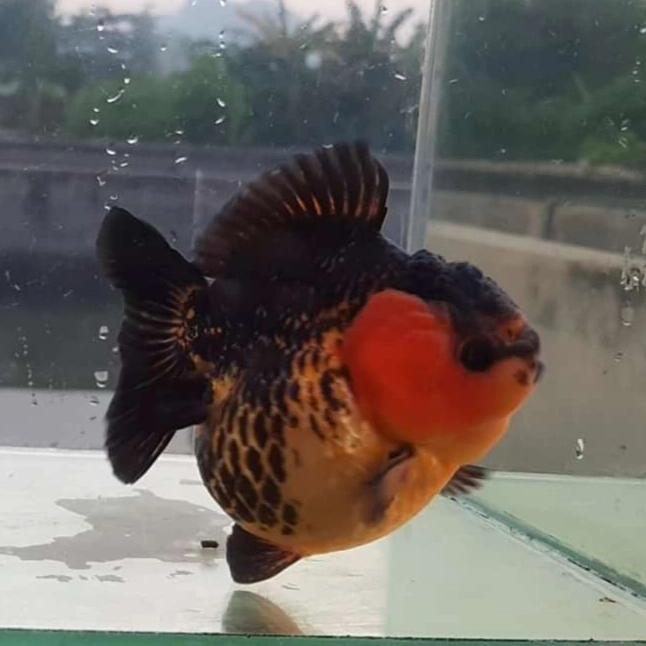 Jual Ikan Mas Koki Oranda Blackgold Super Bagong Grade Show Quality ...