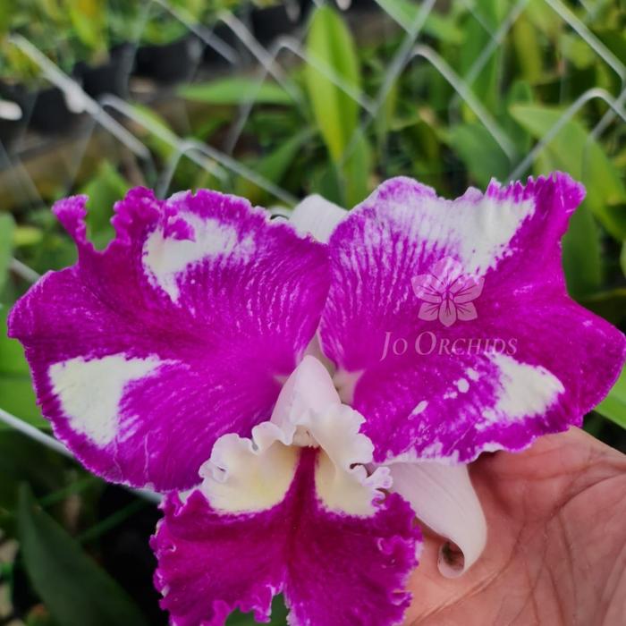 Jual Anggrek Cattleya Lc. Dr Peng x C. Lueddemanniana - Kota Tangerang ...