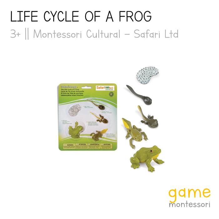 Jual Lifecycle of a Frog - With Cards - Kab. Tangerang - GAMEMONTESSORI ...
