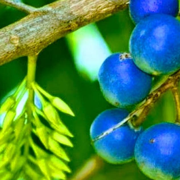 Jual Bibit Tanaman Pohon Jenitri kualitas Super/RUDRAKSHA - Kab. Kediri ...