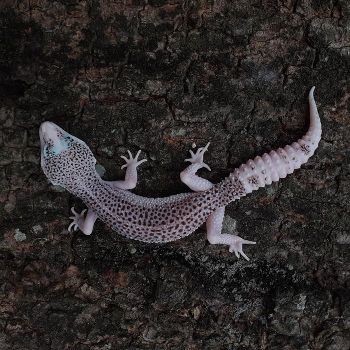 Jual leopard gecko pied super pied line - Kab. Gresik - bngeckofarm ...