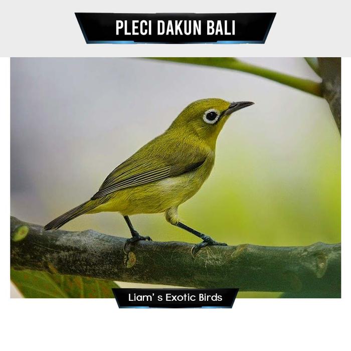 Jual Burung Pleci Dakun PACITAN - BALI - BUSTOMI - MONTANUS - PAPUA ...