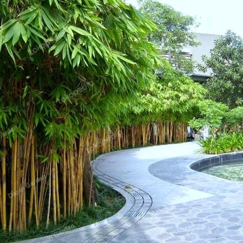 Jual Tanaman Hias Bambu kuning atau Preng kuning - Kota Denpasar ...