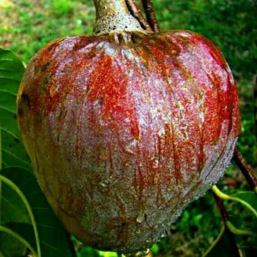 Jual Bibit Srikaya Mulwo Langka/ Bibit Buah Nona Langka/ Srikaya Gundul ...