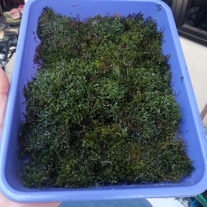 Jual moss ricardia mini porsi nampan 21x16 tanaman aquascape - Kab ...