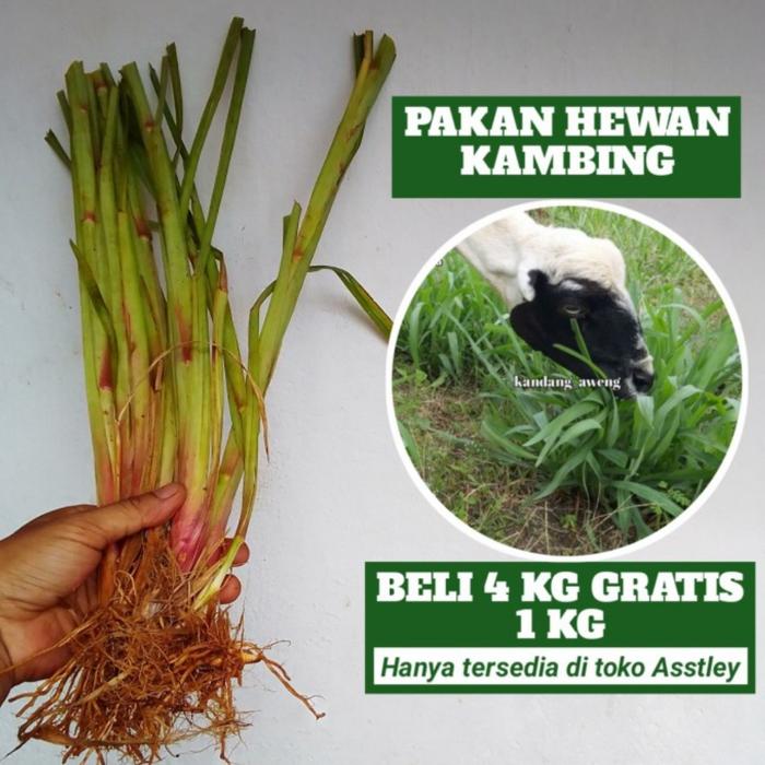 Jual bibit rumput satria atau demplot 500gram pakan ternak hewan ...
