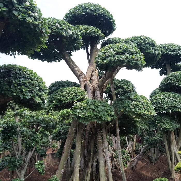 Jual Pohon bonsai beringin korea besar/ Pohon hias bonsai jumbo - Kab ...