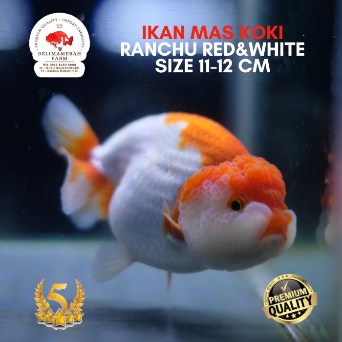 Jual IKAN MAS KOKI RANCHU RED AND WHITE SAKURA SIZE 11-12 CM - Kota Tangerang Selatan ...
