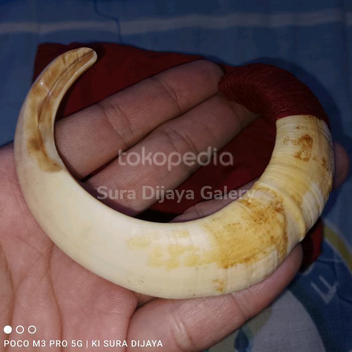 Jual Pusaka Taring Raja Babi melingkar/Samban Babi asli Pdalaman ...