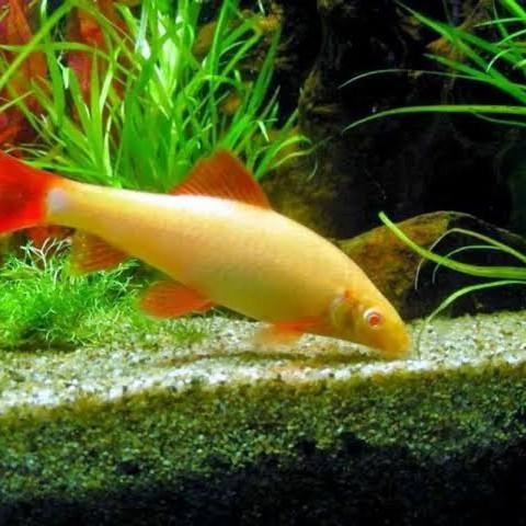 Jual (BANDUNG) IKAN HIAS RED FIN ALBINO RAINBOW SHARK REDFIN AIR TAWAR ...