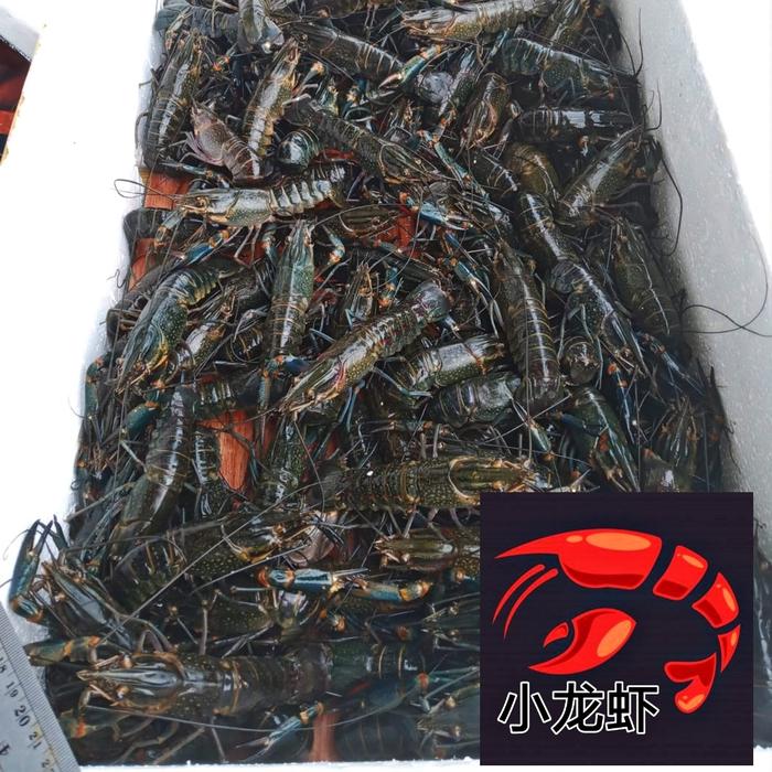 Jual Lobster air tawar konsumsi 30 - 49Gram - Kota Bekasi - Xiao ...