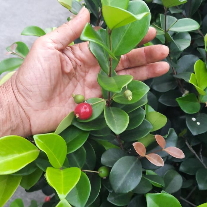 Jual bibit pohon cherry australia - Kota Depok - Keboen Bonsai dan ...