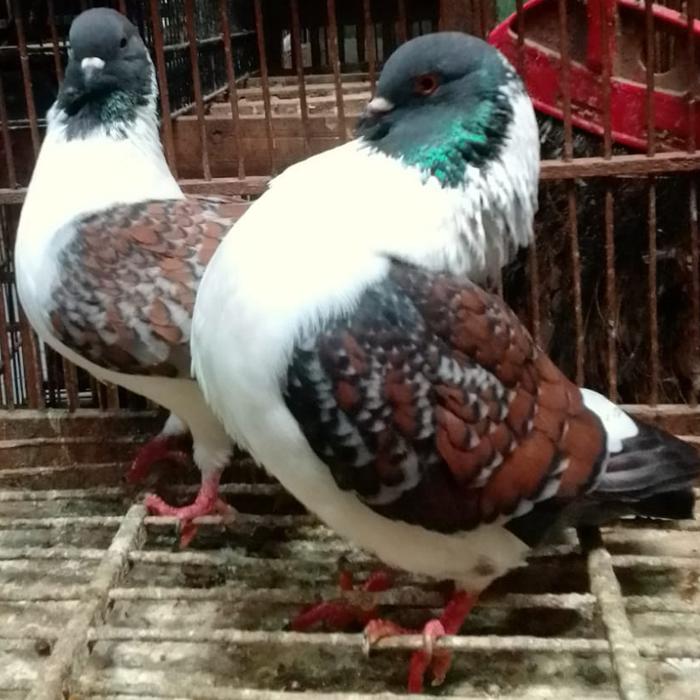 Harga Burung Merpati Modena Jual Burung Merpati Hias Gondok Sepasang