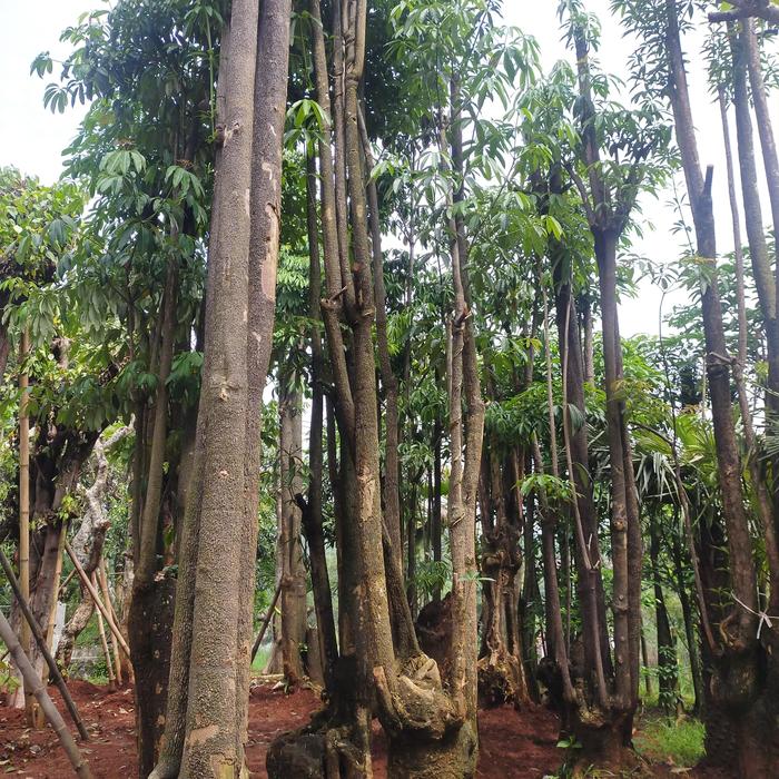 Jual pohon pule - Kab. Bogor - lisa floris nursery | Tokopedia