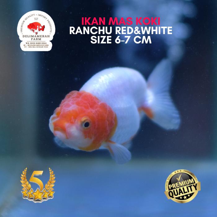 Jual IKAN KOKI RANCHU BUFALLO BABY SIZE 6-7 CM WHITE BODY QUALITY ...