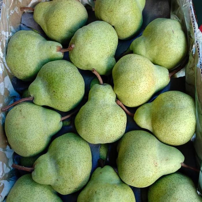 Jual Pear pakham / pear jambu / pir pakham / pir jambu - Jakarta Barat ...