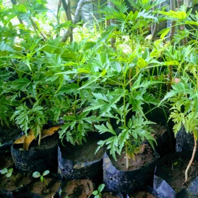 Jual Bibit Tanaman Pohon Cendana Maisura/Cendana india - Kota Tangerang ...