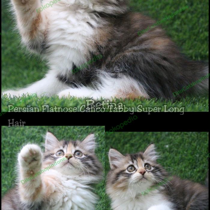 Jual Kucing Persia Long Hair White solid - Jakarta Pusat ...