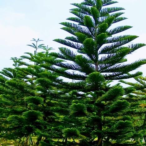 Jual Bibit Tanaman Pohon Cemara Pentris NORFOLK - Kota Tangerang ...