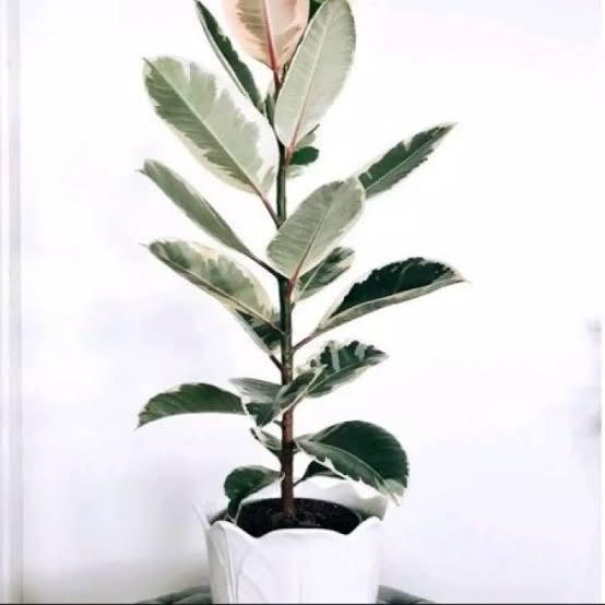Jual tanaman hias karet kebo variegata putih - Kab. Bogor - arfah ...