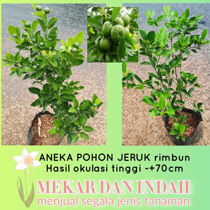 Pohon Jeruk Limao