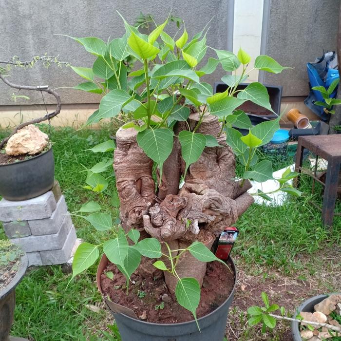 Jual Pohon Bodhi Tree / Ashvattha Ukuran Jumbo Untuk Bonsai Sesuai ...