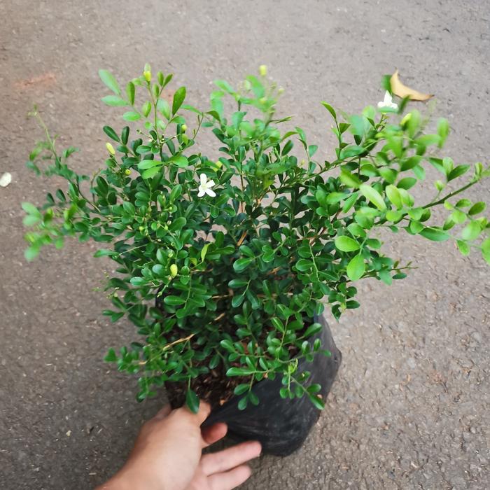 Jual Tanaman Kemuning mini, kemuning lokal - MINI - Jakarta Timur ...