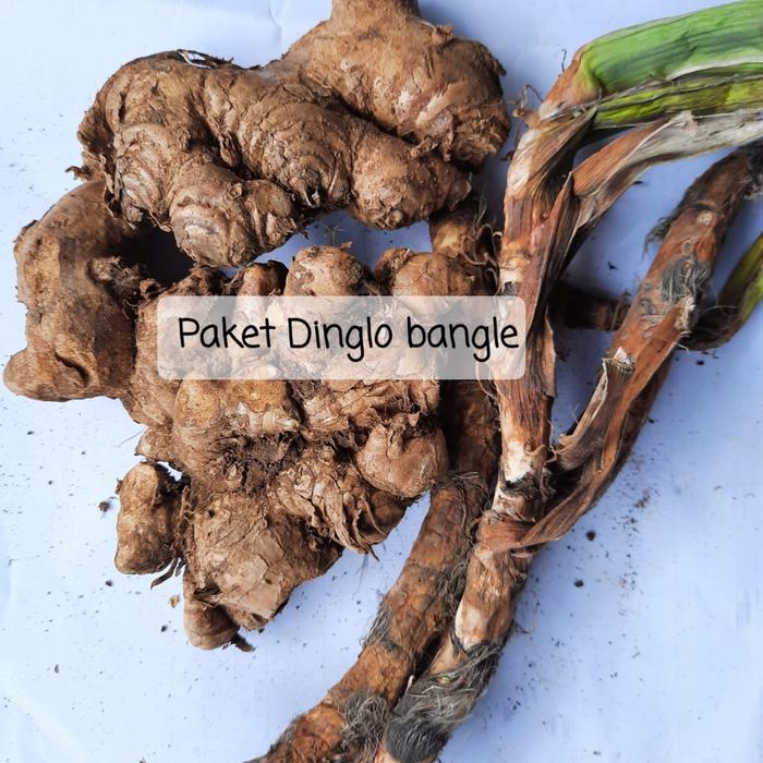 Jual Dinglo dan Bangle ( Paket ) 1 kg - Kota Yogyakarta - Jamujogja ...