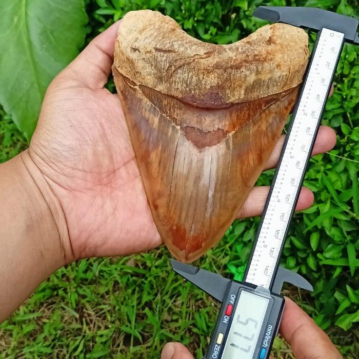 Jual fossil gigi hiu megalodon ukuran besar mulus - Kota Sukabumi ...