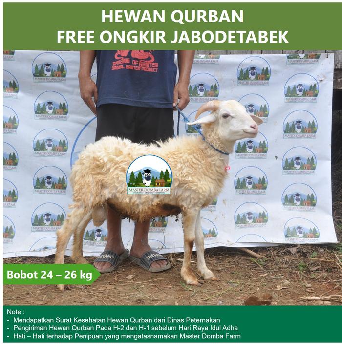 Domba Qurban