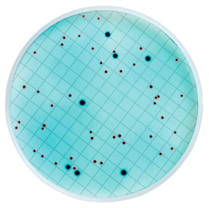 Jual Deteksi total coliform, Coliform Detection Medium, Merck, 50 Test ...