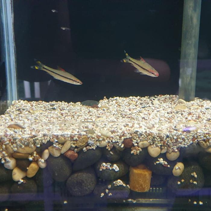 Jual Denisoni puntius Aquascape / Hiasan Aquarium - Kota Bandung ...