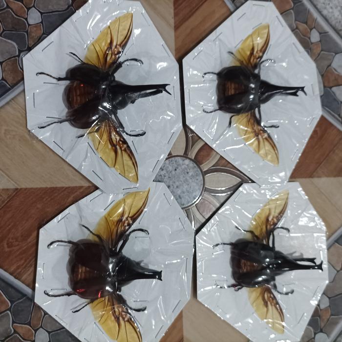 Jual taxidermy xylotrupes gedeon / insectarium / awetan serangga - Kab ...
