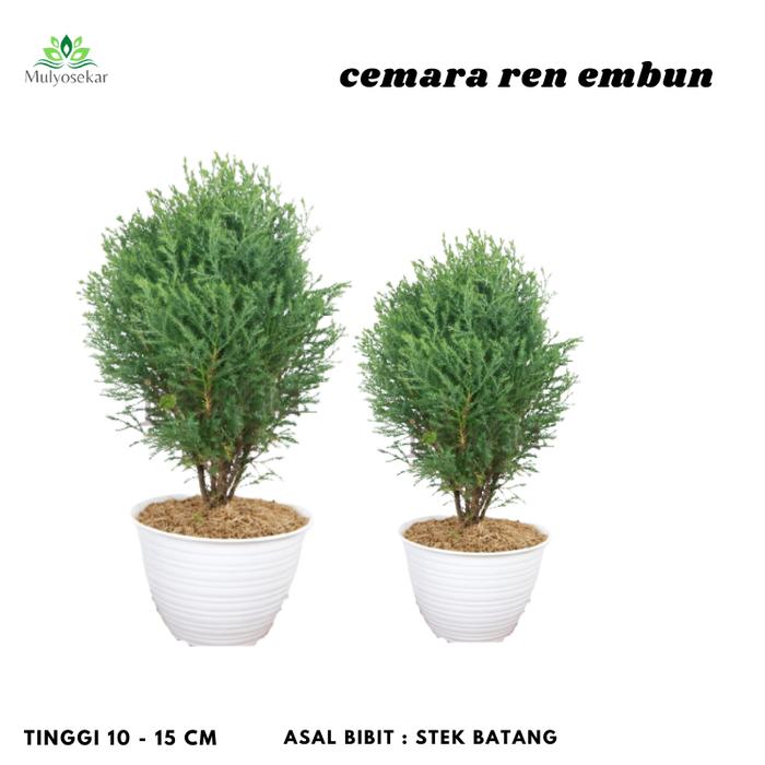 Promo Tanaman hias Cemara Embun - bibit tanaman hidup - Indoor garden ...