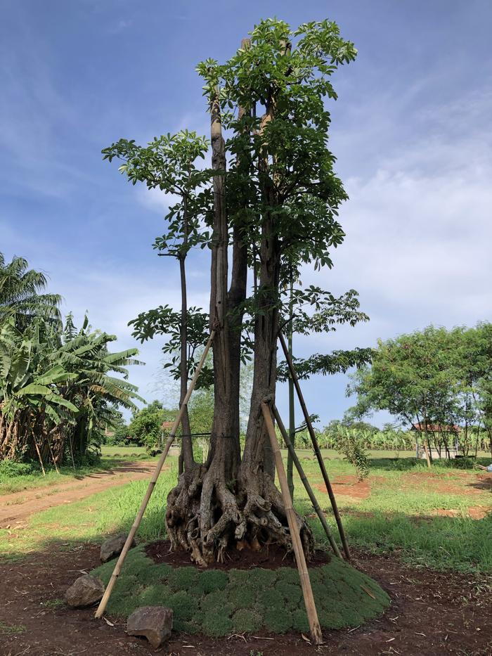 Jual Pohon Pule Big Size Harga sudah Unclude Pemasangan - Kab. Bogor ...