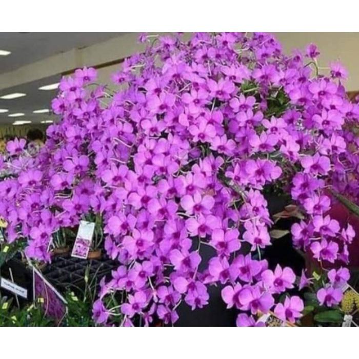 Jual anggrek dendrobium bunga larat dewasa - Kota Bogor - refina_flora ...