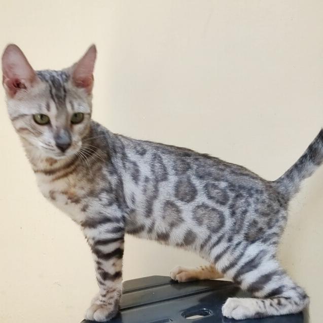Kucing Bengal