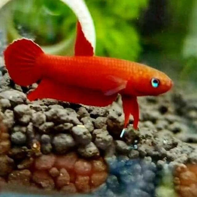 Jual WILD BETTA API API IKAN WILD BETTA TERKECIL DI DUNIA LANGKAA - Kota Bandung - Betta_wild ...
