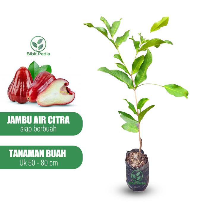 Pohon Jambu Air