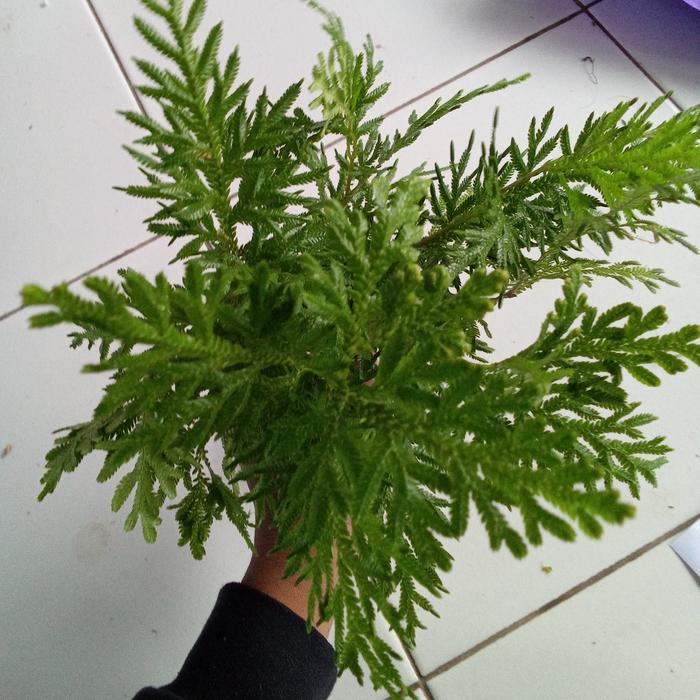 Promo Tanaman hias paludarium Terrarium vivarium pakis rane rambat ...