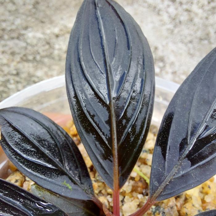 Jual bucephalandra skeleton king dark/SK dark - Kab. Sekadau - Jungle ...