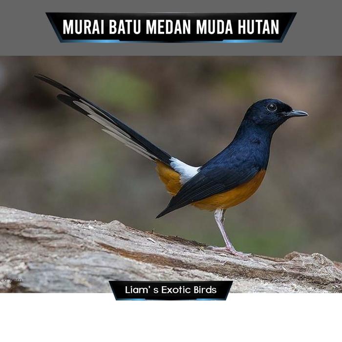 Jual Burung Murai Batu Medan Muda Hutan Jantan Prospek Rajin Bunyi ...