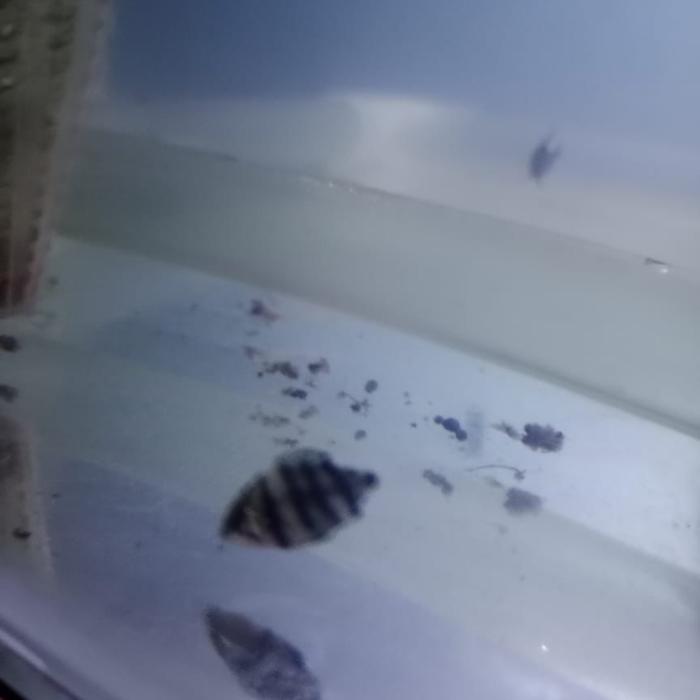 Jual Datz Sumatra 4 bar Grade 4-6cm CB CN (harga sudah included ...