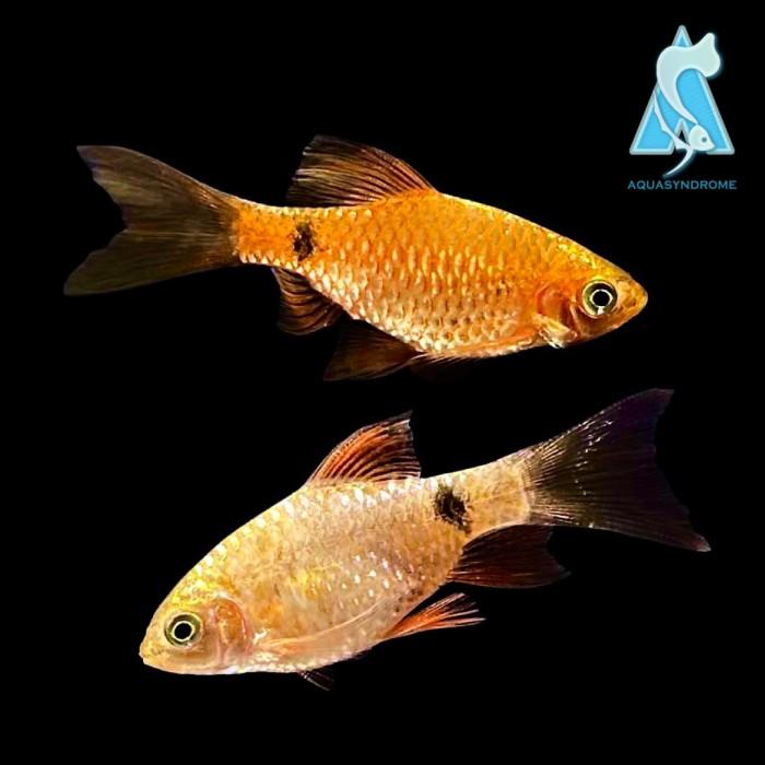 Jual Ikan Hias Barbir Rosy Barb BERKUALITAS Ikan Hias Aquascape Air ...