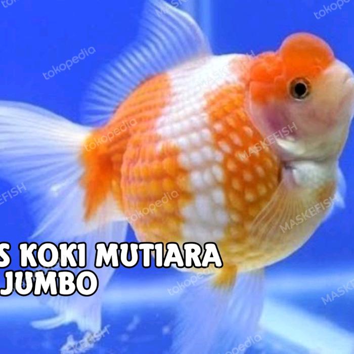 Jual IKAN HIAS MAS KOKI MUTIARA JUMBO - Kota Depok - MASKEFISH | Tokopedia