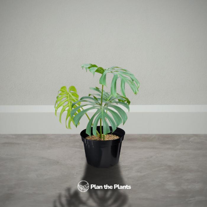 Jual Monstera Deliciosa Brazilian Form - Jakarta Selatan - Plan the ...