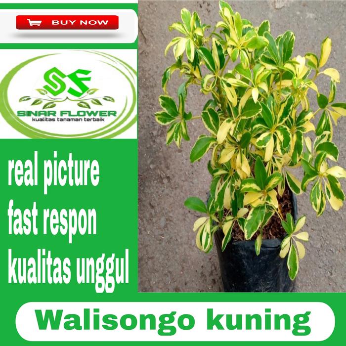 Promo tanaman Walisongo kuning varigata/tanaman hias/Walisongo di ...