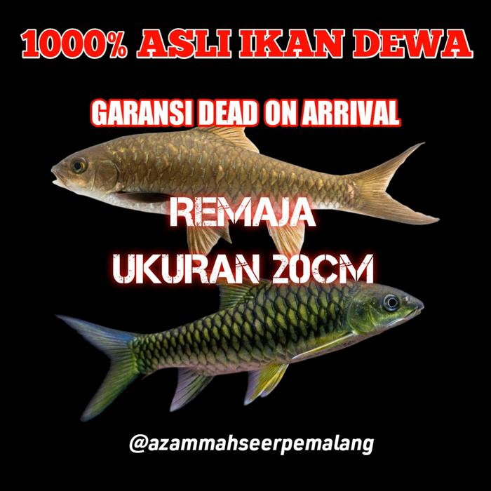 Jual ikan dewa, ihan batak, ikan kancera, mahseer size 20cm - Kab ...