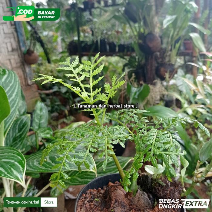 Jual Tanaman hias pakis gajah pakis kebo indah unik - Jakarta Selatan ...