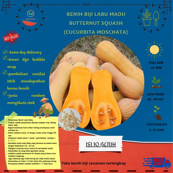 Jual 10 benih biji labu mentega Butternut pumkin/Honey Squash - Kab ...